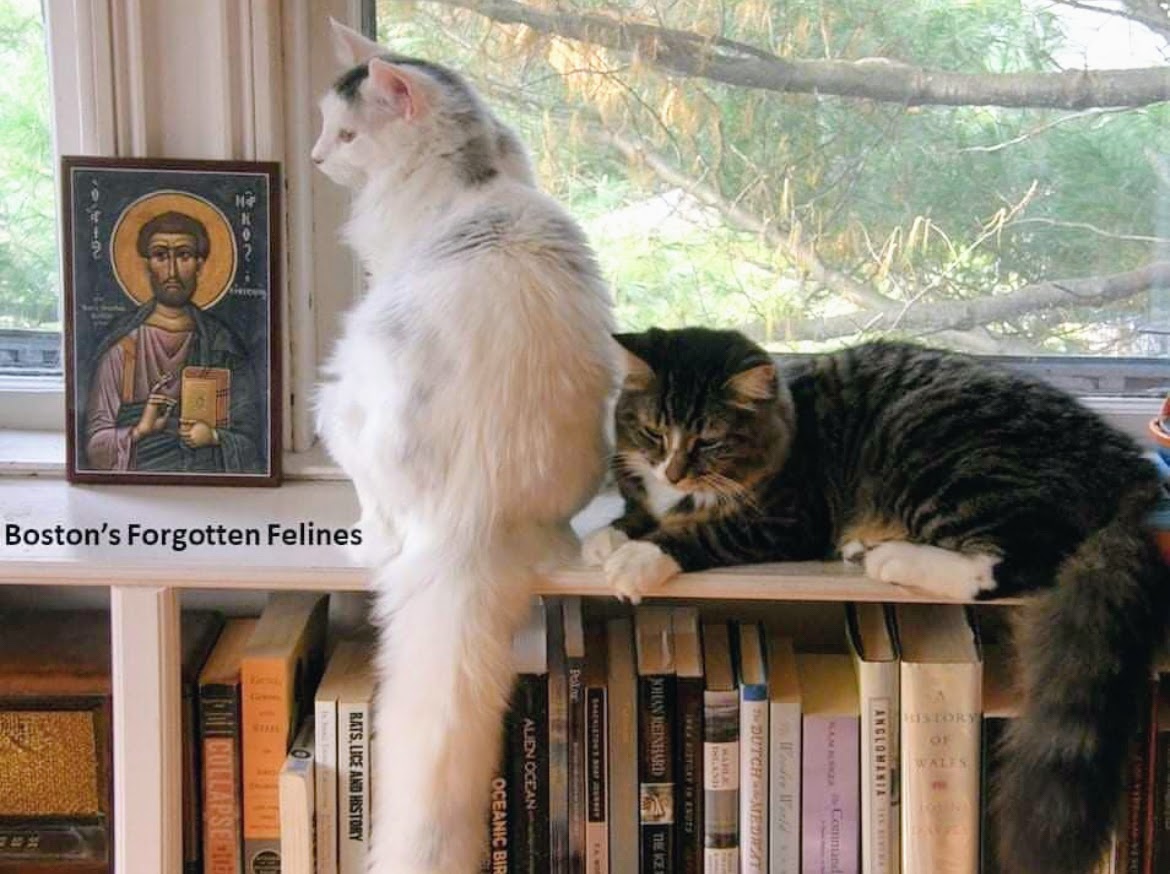 About – Boston's Forgotten Felines