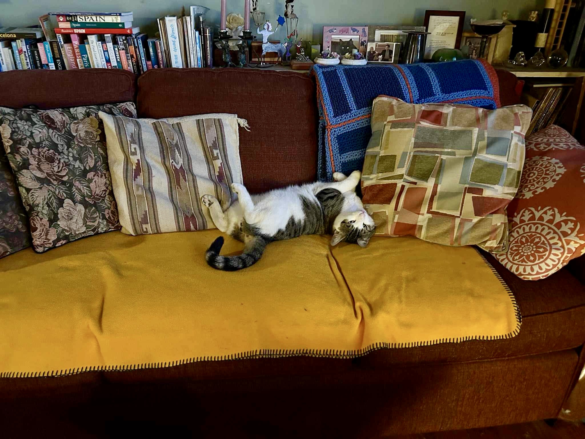 Foster – Boston's Forgotten Felines