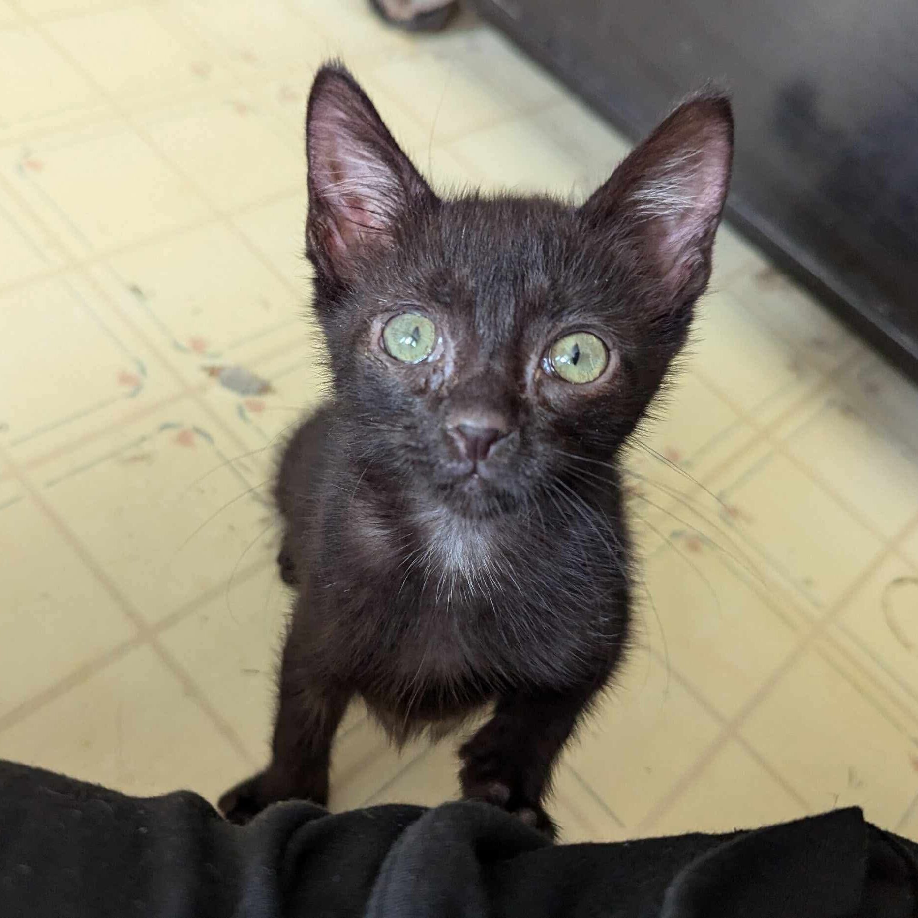 About – Boston's Forgotten Felines